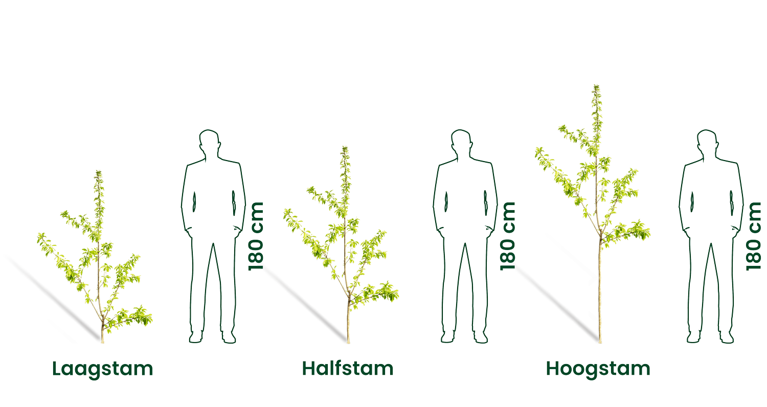 Prunus avium 'Morel' | Laagstam | 150 - 180 cm kopen?| bomenoutlet.nl ...