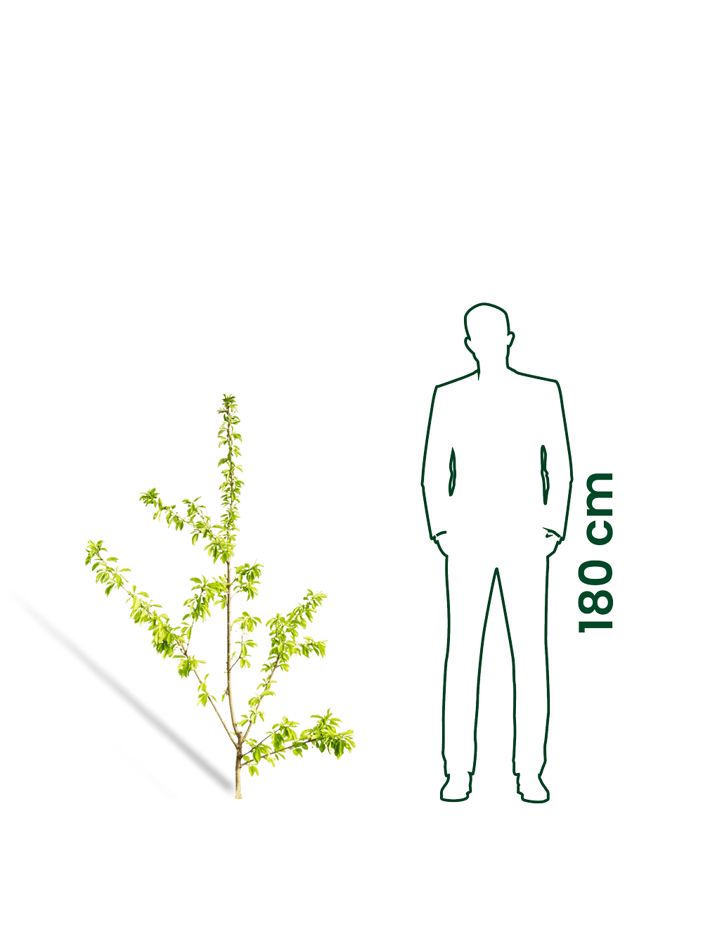 Prunus avium 'Morel' | Laagstam | 150 - 180 cm kopen?| bomenoutlet.nl ...