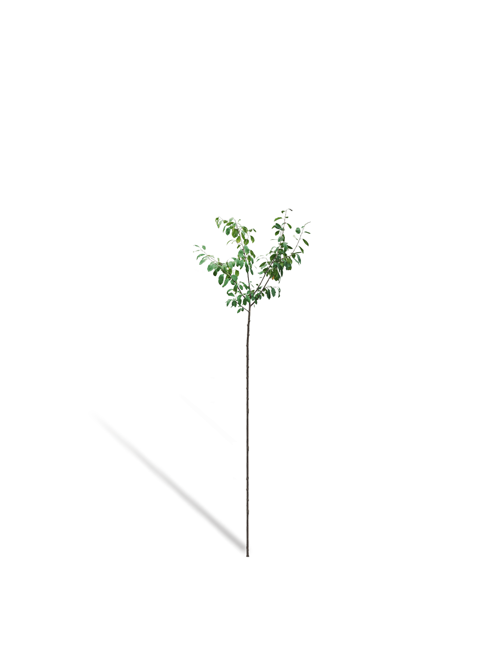 Prunus domestica 'Mirabelle de Nancy' | Halfstam | 180 - 220 cm kopen ...