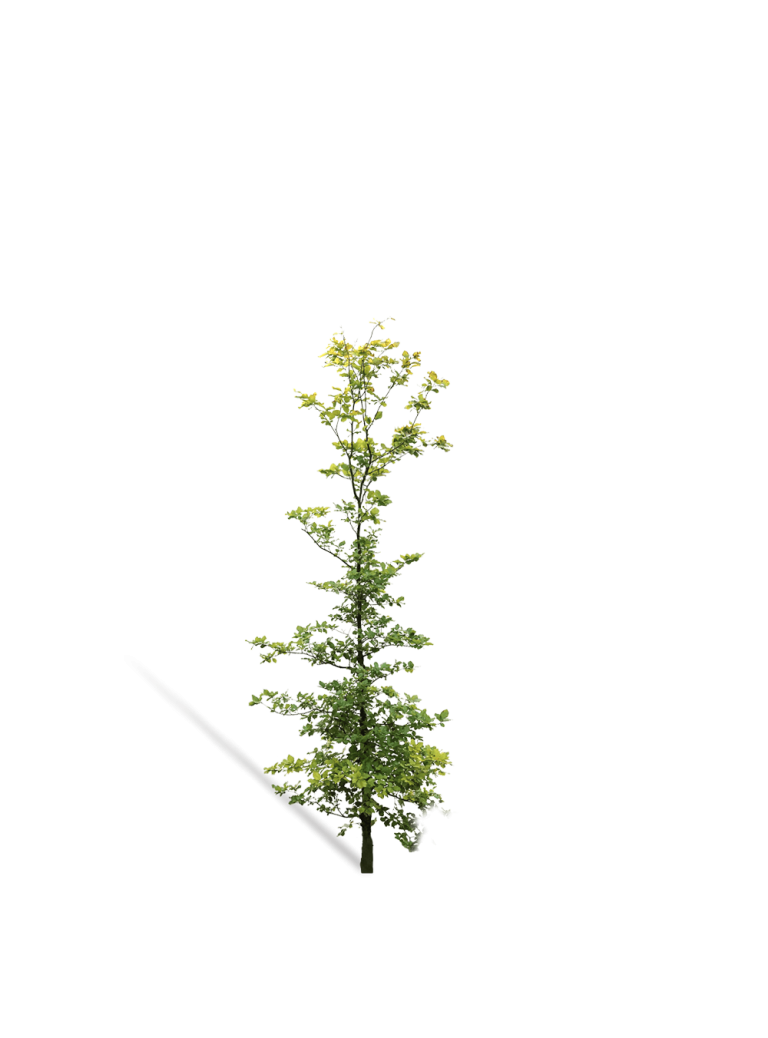 Groene Beuk | Fagus sylvatica | Stamomtrek: 14-16 cm kopen ...