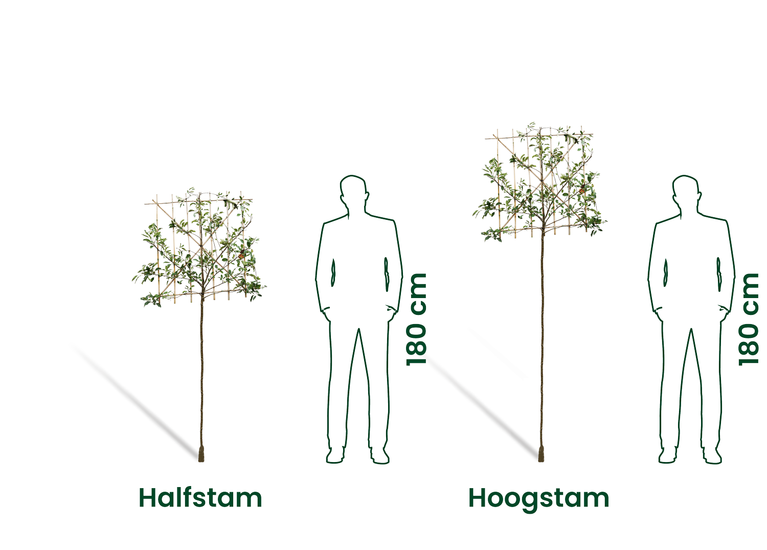 Prunus domestica 'Mirabelle de Nancy' | Halfstam leiboom | 220 - 240 cm ...