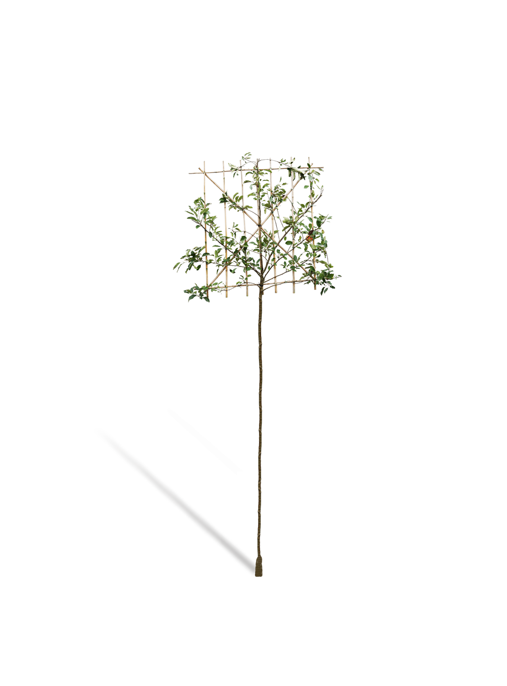 Prunus domestica 'Mirabelle de Nancy' | Halfstam leiboom | 220 - 240 cm ...